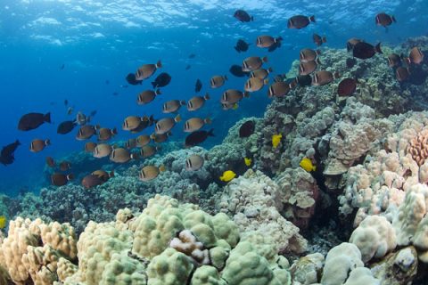 Snorkeling Kealakekua Bay & Visiting the Captain Cook Monument: A ...