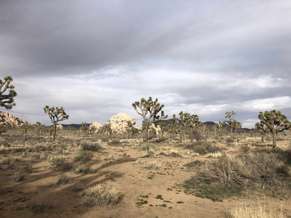 Spring in Joshua Tree: A Blooming Good Time to Visit - Carry On Queen