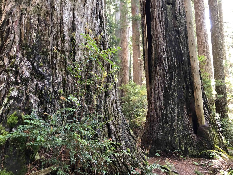 Damnation Creek Trail in Redwood National Park: Mammoth Trees to the ...